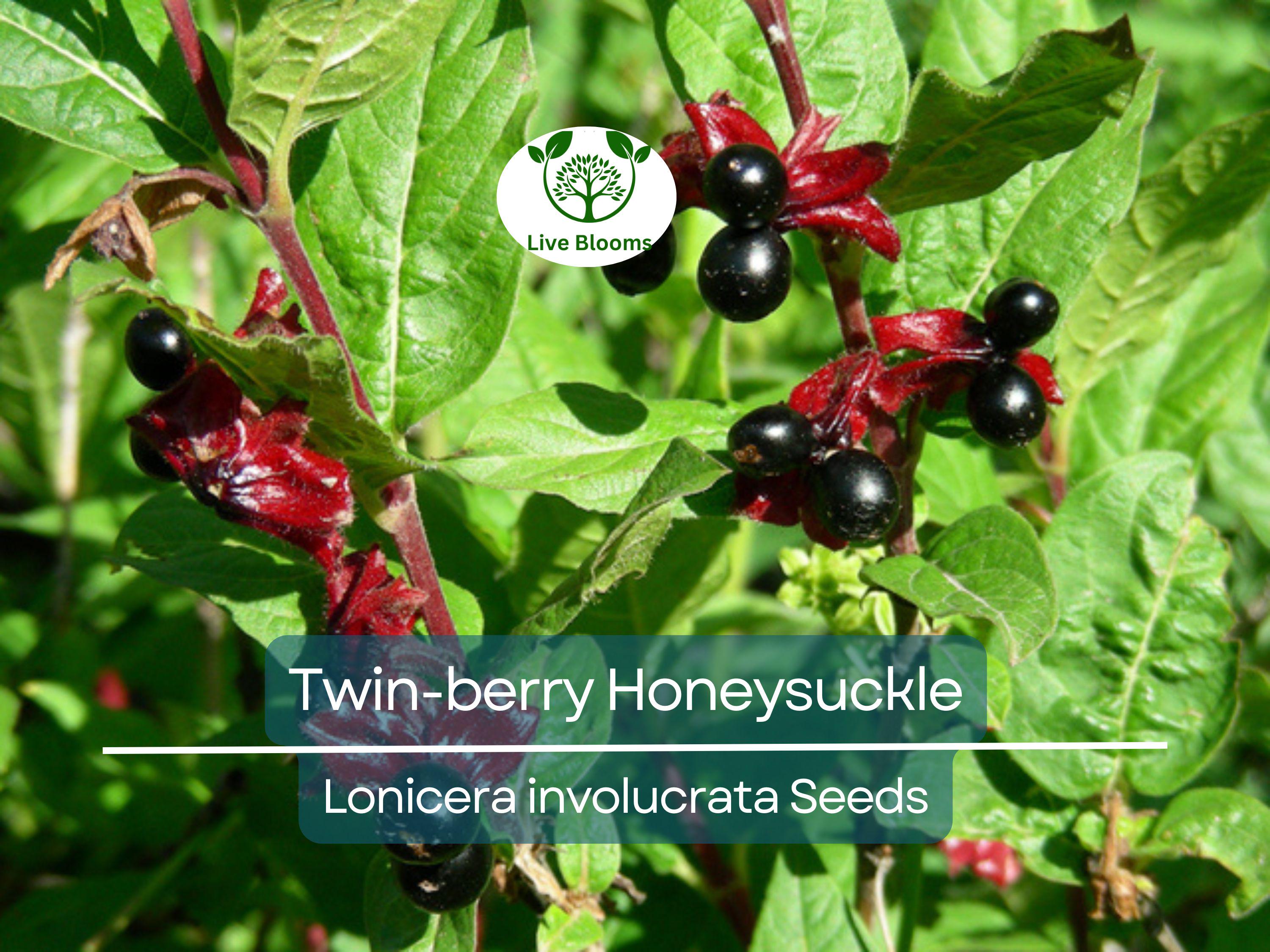 50 Twin-berry Honeysuckle Seeds (Lonicera involucrata) | Red Flower Vi – Jayme Garden