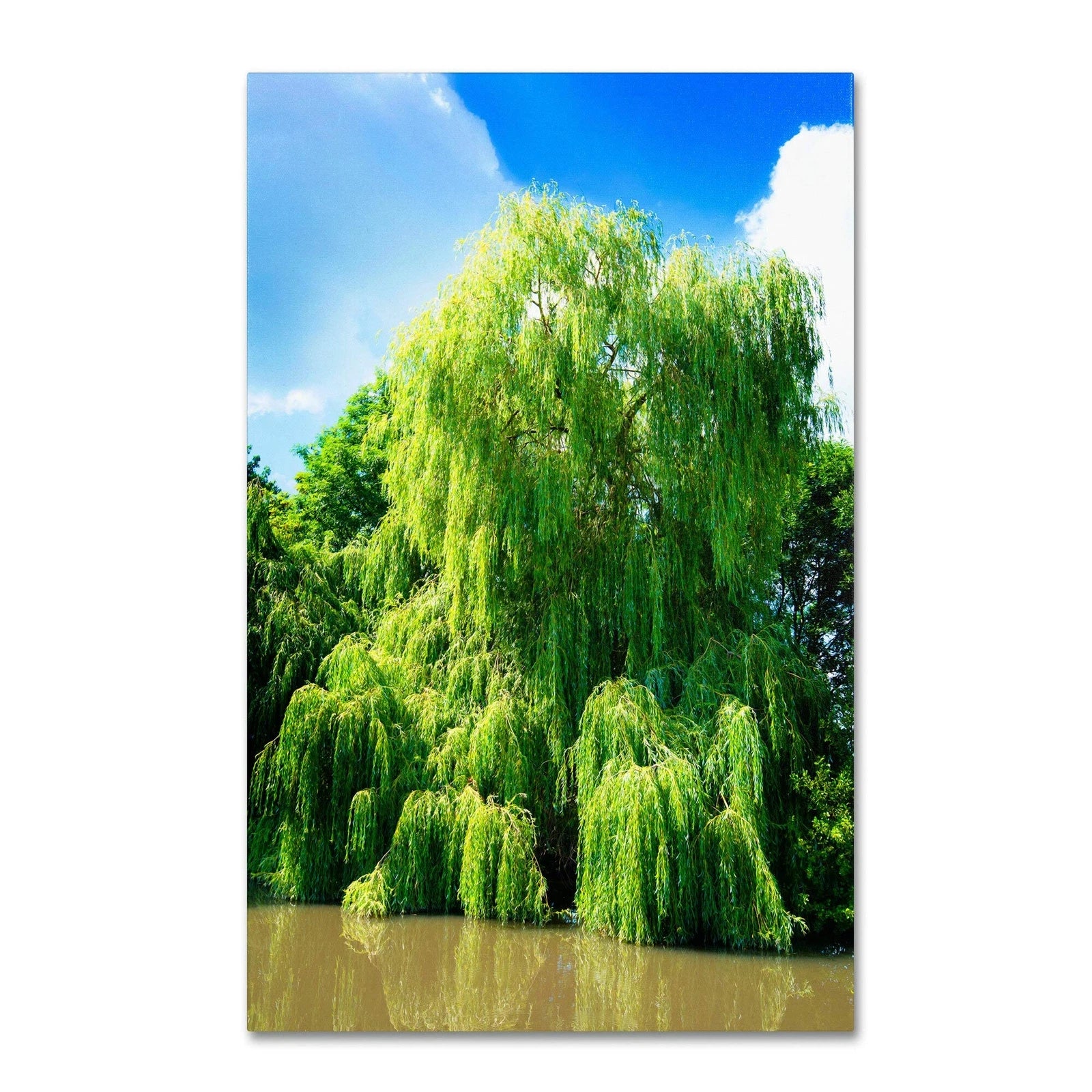 Weeping Willow Cuttings For Sale