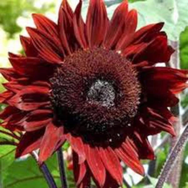 Sunflower Seeds, 100 Count, Red Sun Variety, Bright Red Blooms ...