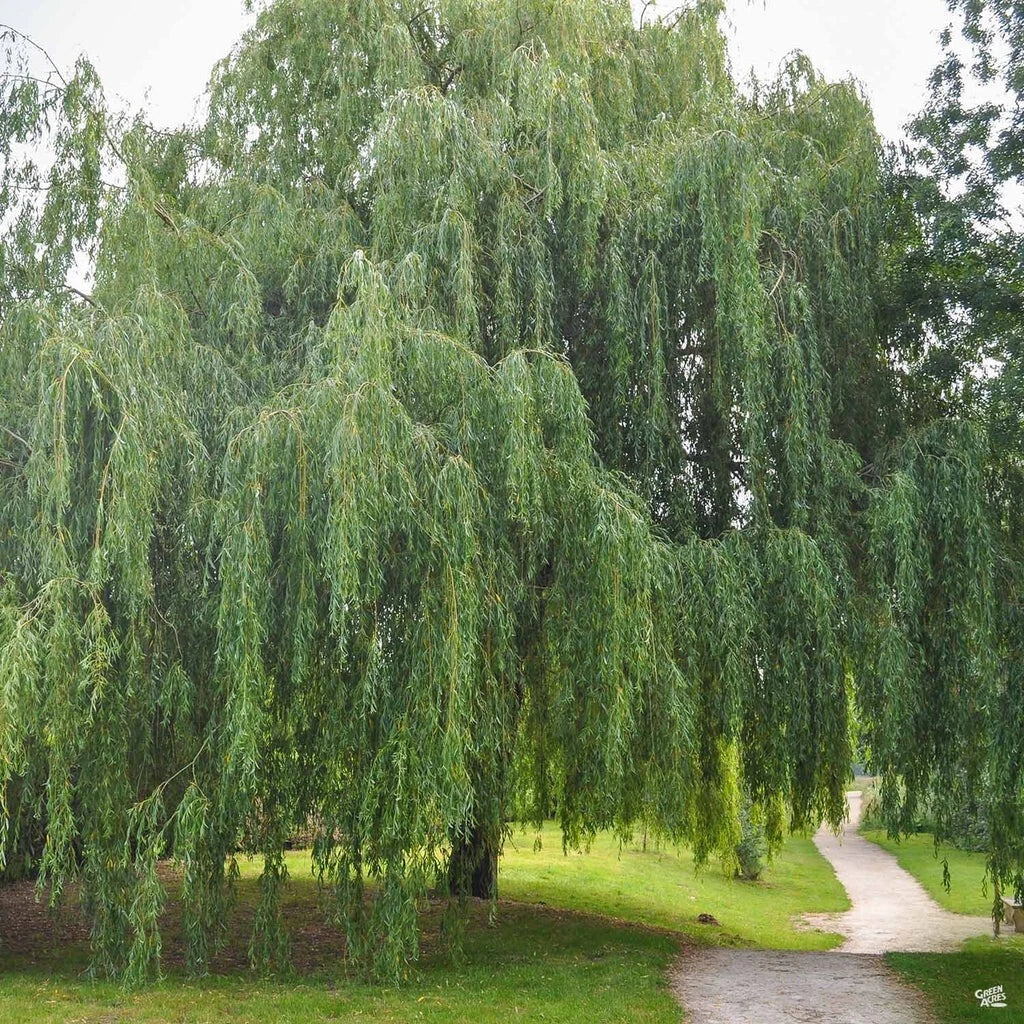 Weeping Willow Cuttings For Sale