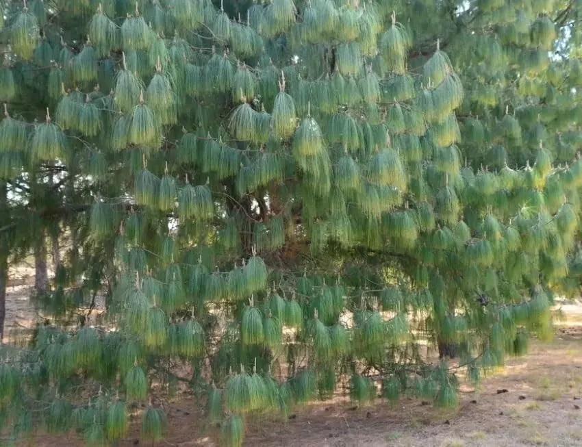 Mexican Weeping Pine Tree Seeds - 30 Count - Pinus patula - Native Eve ...