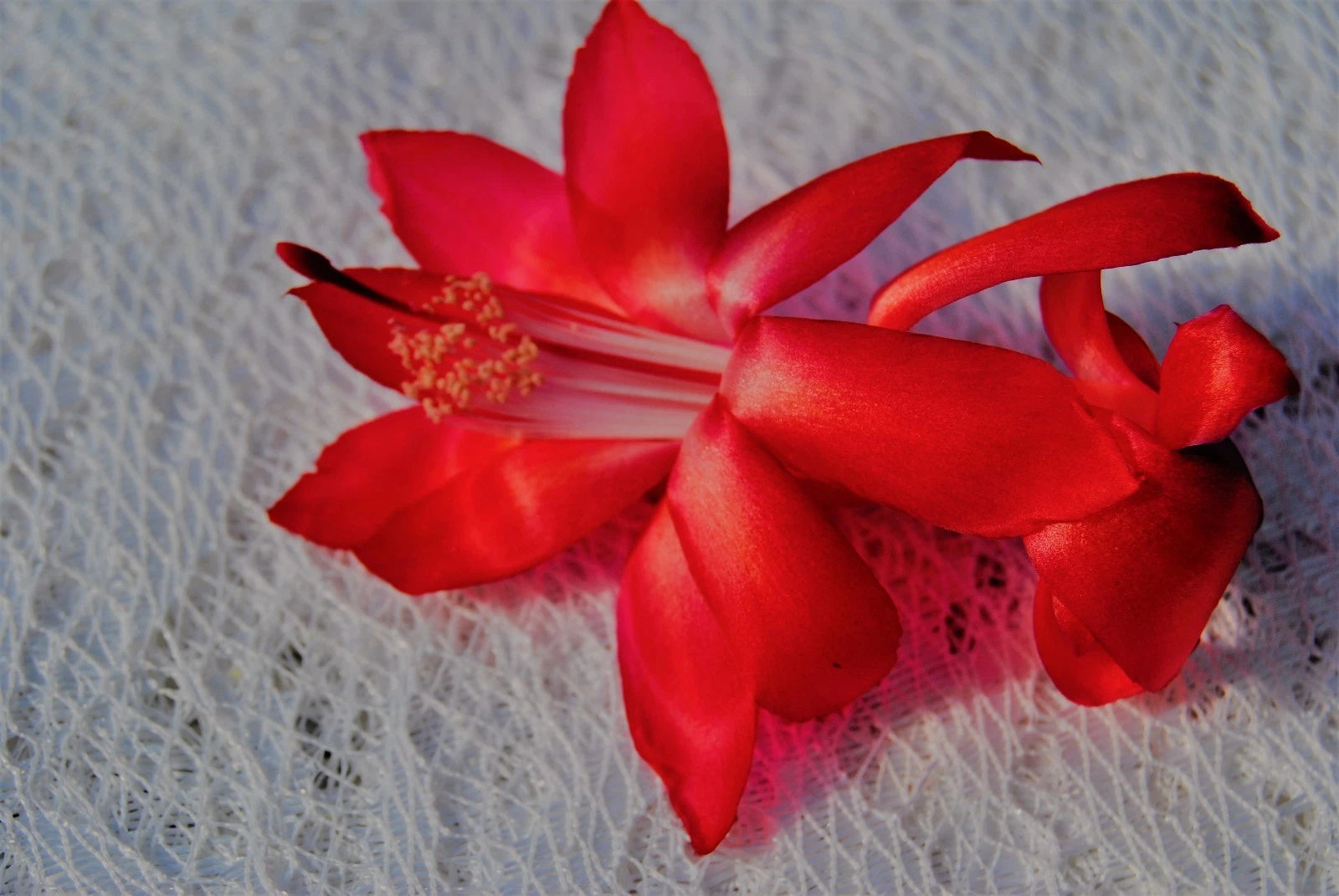Christmas Cactus Starter Plant - Big Red - Schlumbergera Truncata ...