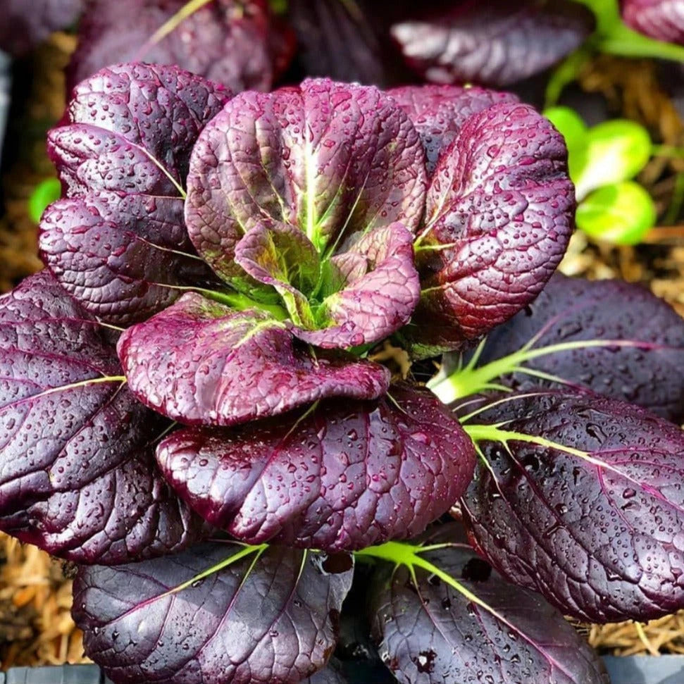 Purple Lady Bok Choy Seeds - 2025 Planting Pak Choi USA - Brassica rapa ...