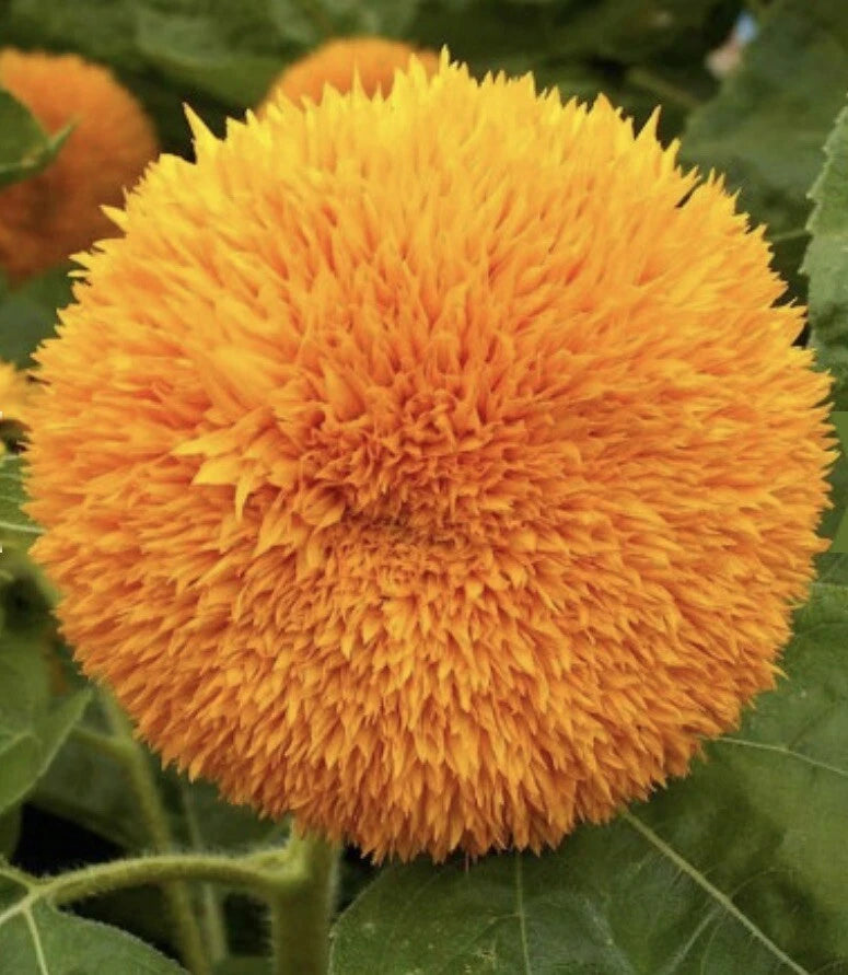 Sunflower Seeds 200+ Count Teddy Bear Annual Sungold Dwarf Flower ...