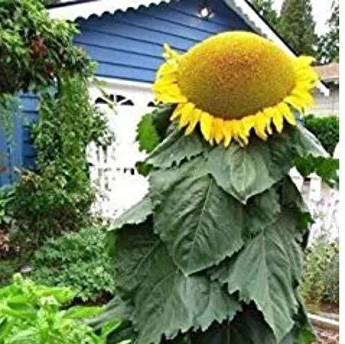 Mongolian Sunflower Seeds | 10 Count | Biggest Sunflower in the World ...