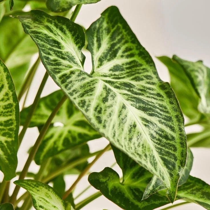 Surprising White Butterfly Arrowhead Plant Pictures