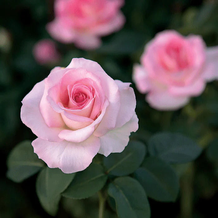 Super Rare Pink Promise Rose Cuttings (3) – Rosa ‘Pink Promise’ | Awar ...