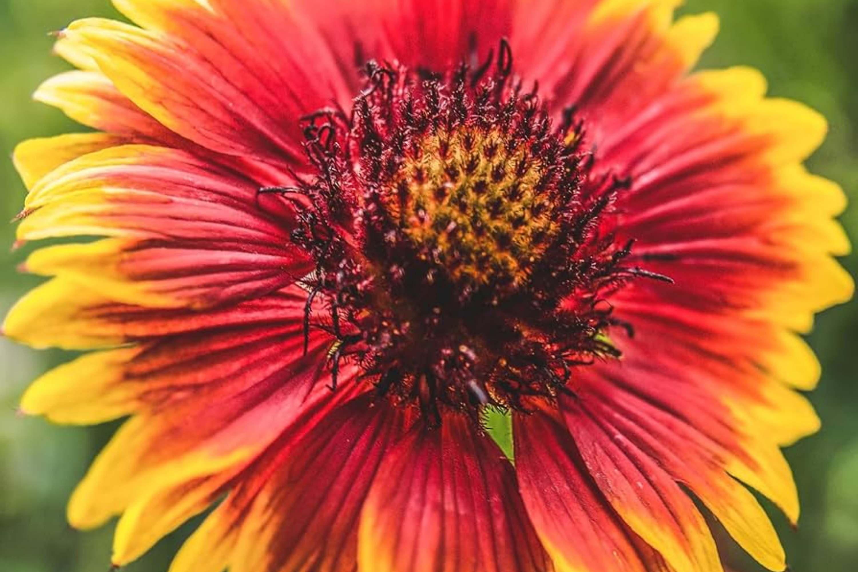 Rosso Raven Blanket Flower Seeds - 200 Non-GMO Seeds - Gaillardia x ...