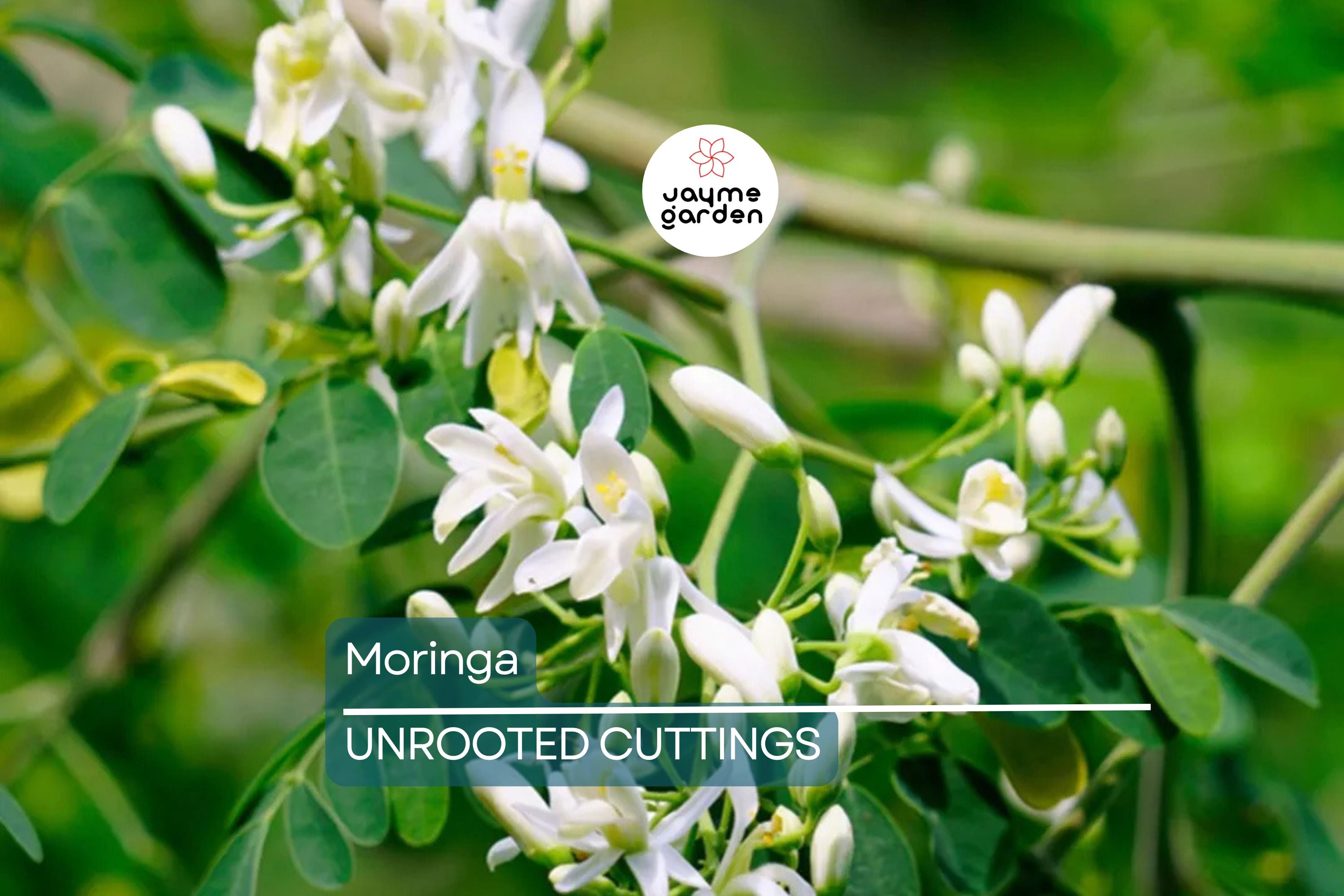 Moringa Oleifera Cuttings - 5 Count - Organic - Grown in Florida ...