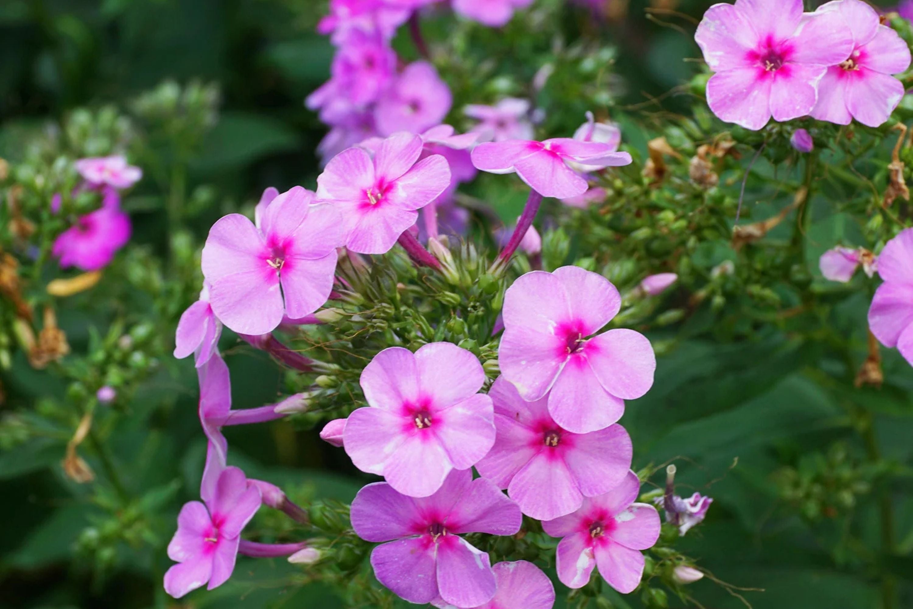Brilliant Phlox Seeds | Pink Blooms with Dark Centers | Fragrant & Att ...