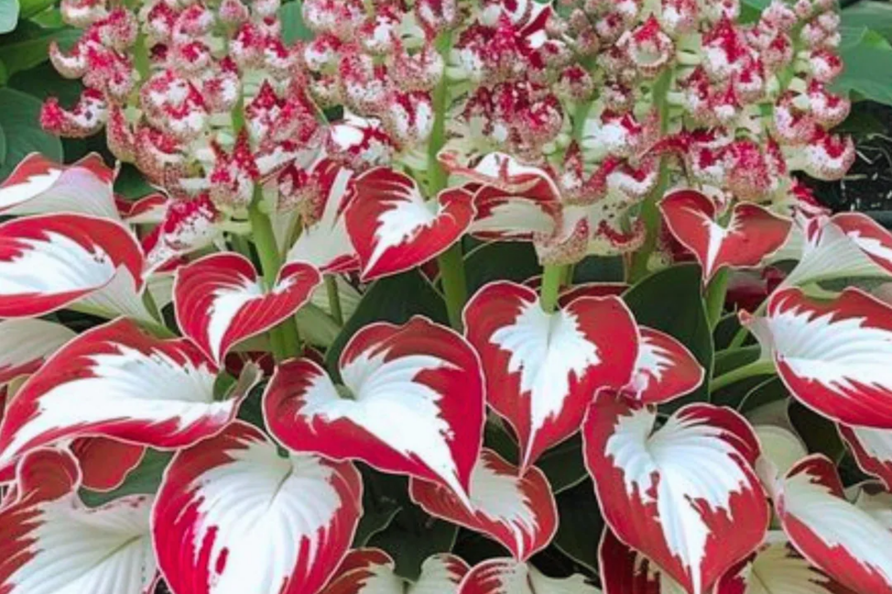 15 Pcs Rare Caladium Hosta Flower Seeds | Indoor Plant Seeds | Caladium ...