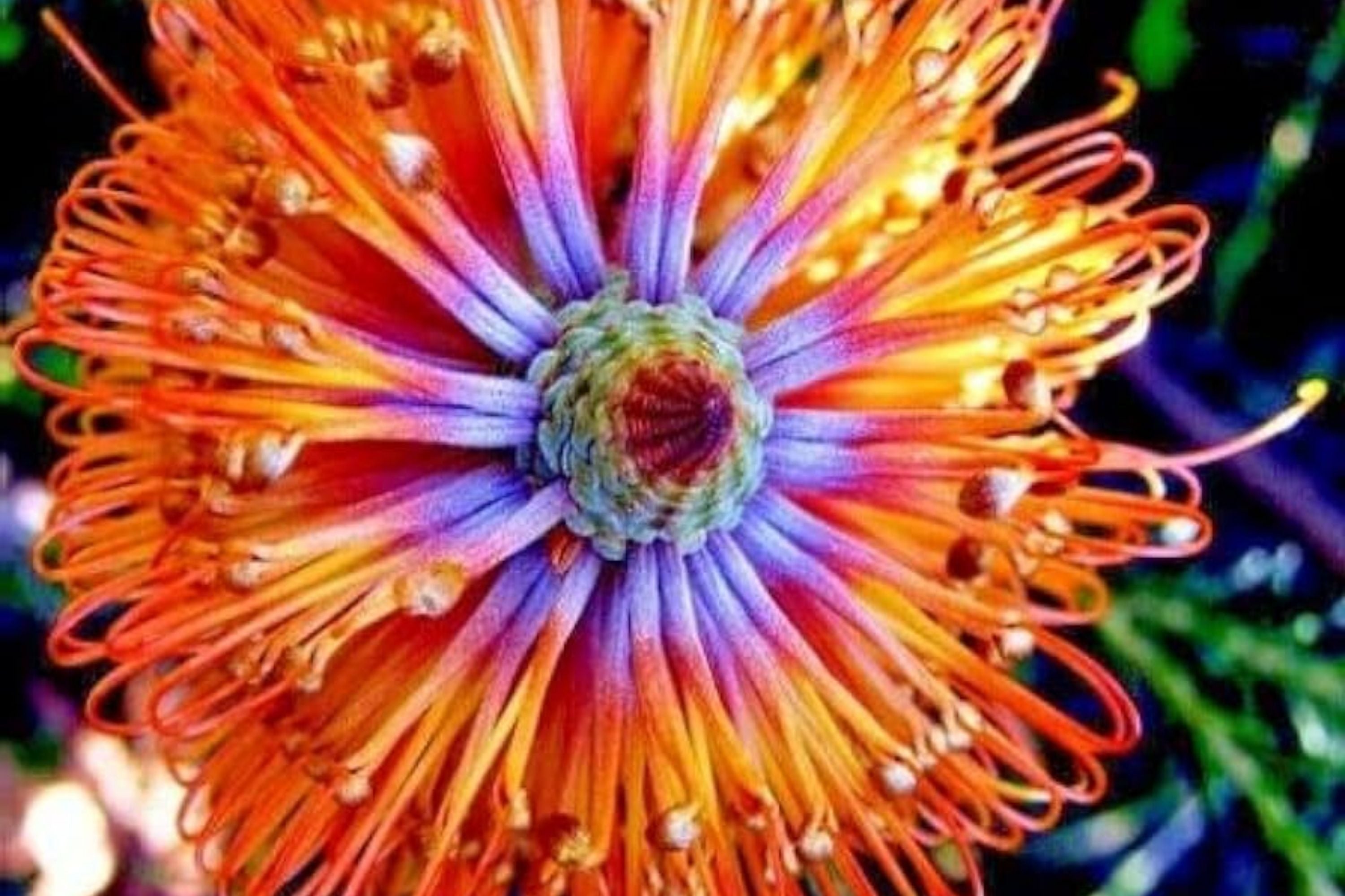 Banksia ericifolia "Little Eric" Tree Seeds - Rare Lantern Fireworks P ...