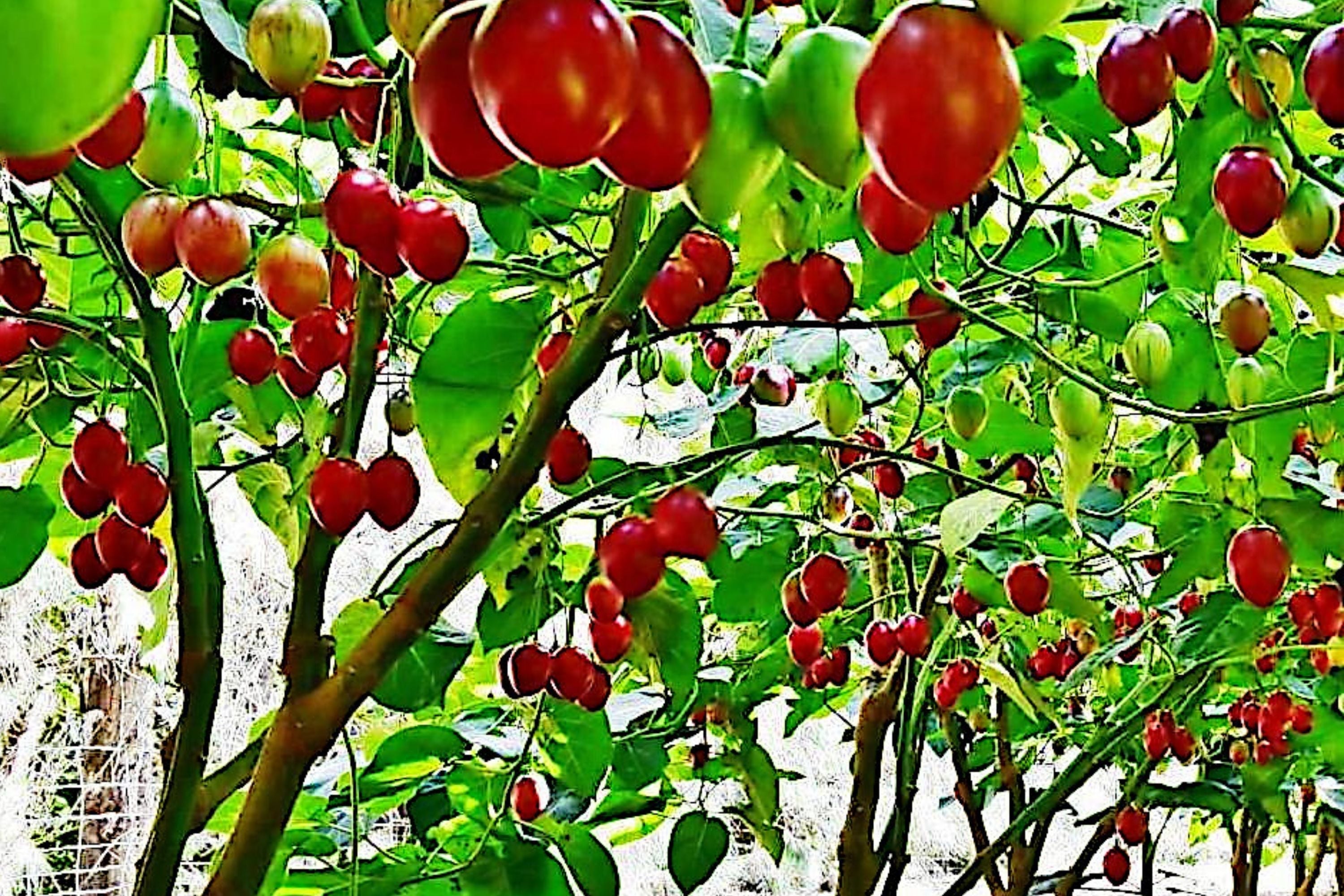 Tamarillo Tree Tomato Seeds - Fast Growing, High Yield Variety - Solan ...