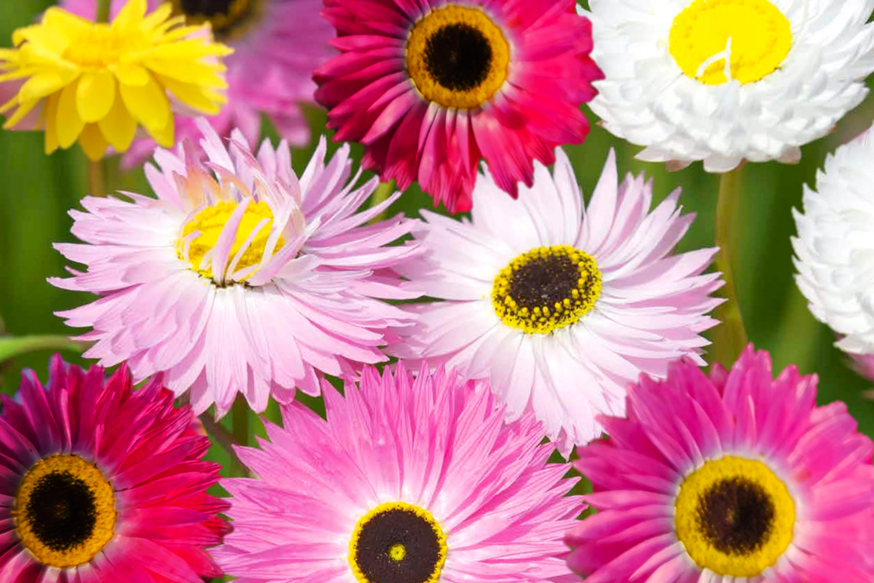 Giant Flowered Mix Paper Daisy Seeds - Mixed Colors for 2025 Planting ...
