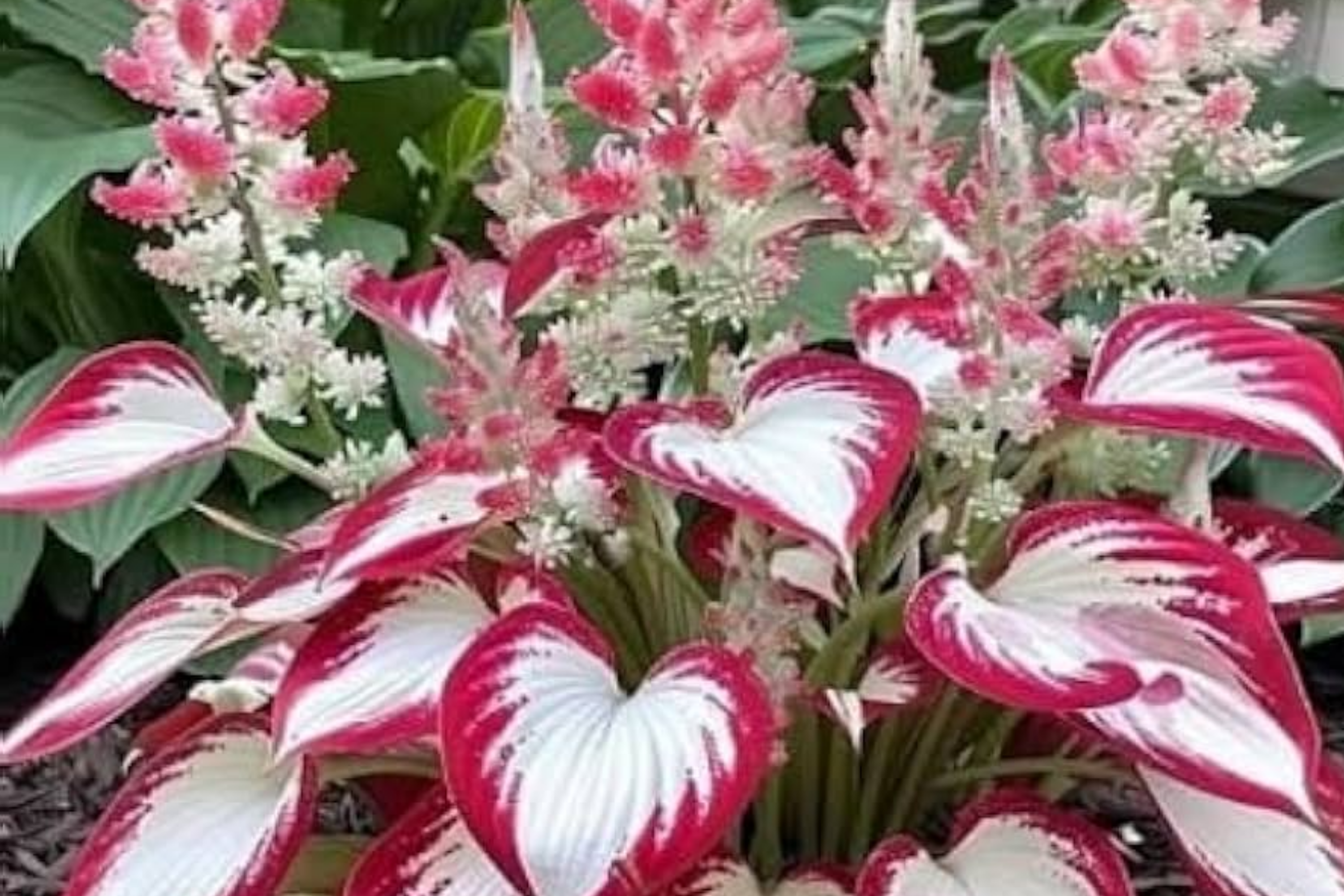 15 Pcs Caladium Hosta Seeds | Rare Indoor Flowering Plants | Unique ...