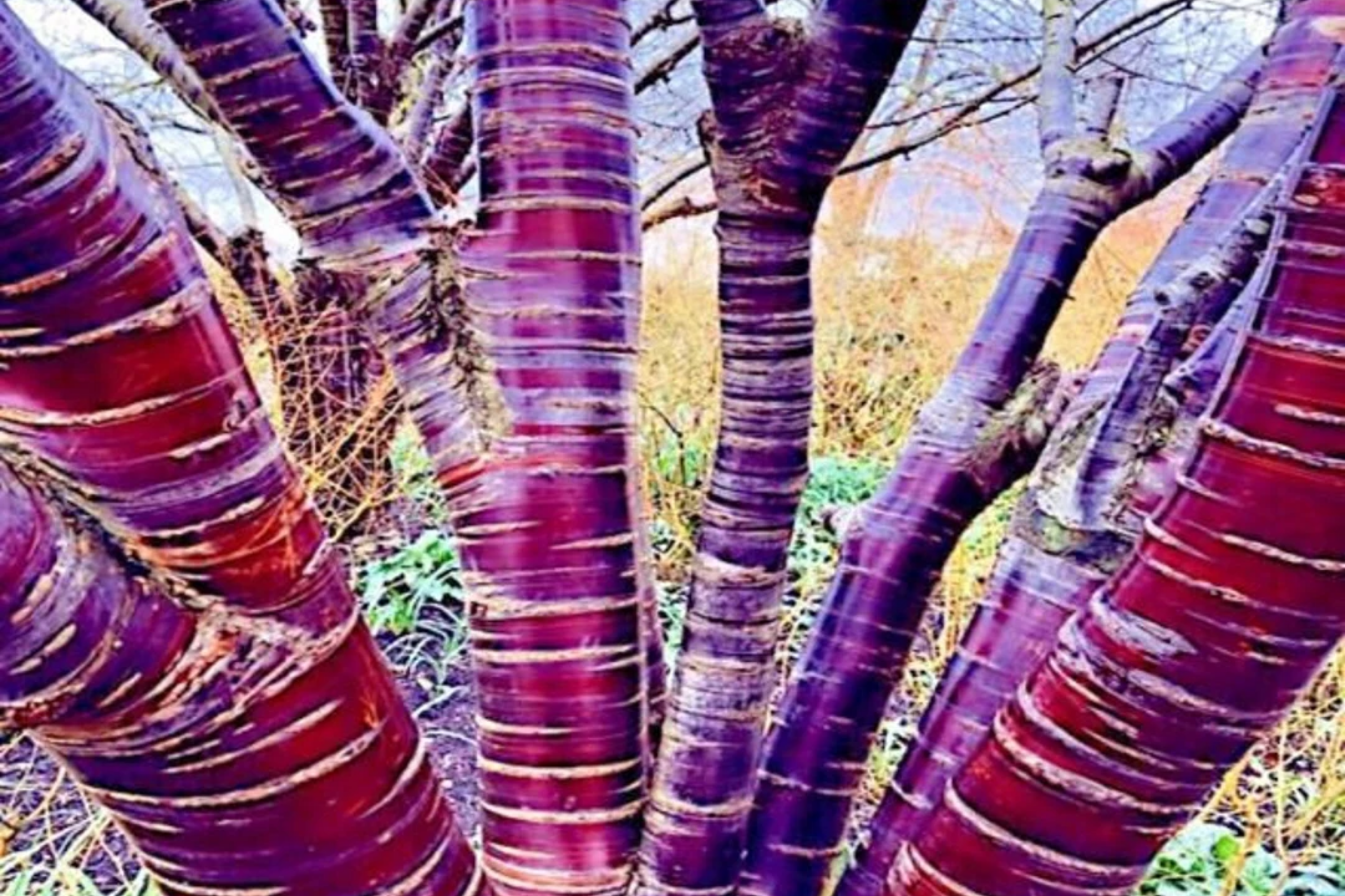 Tibetan Paper Birchbark Cherry Tree Seeds - Prunus serrula - Hardy ...
