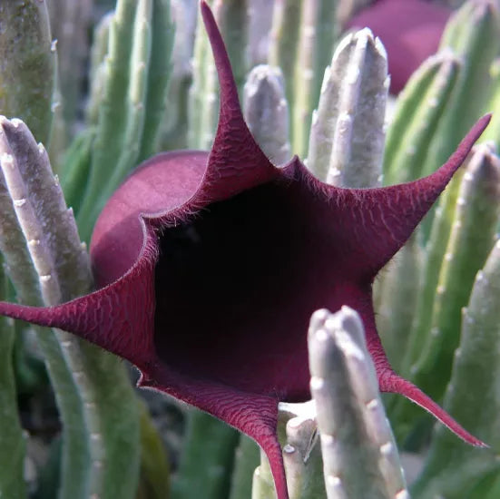 Black Bell Stapelia Live Starter Plant Bareroot – Rare Huernia leender ...