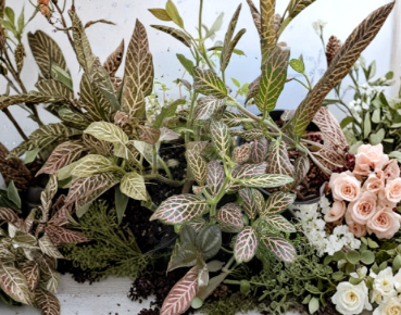 Pink Nerve Fittonia Live Plant Division – Fittonia spp Striped Spotted ...