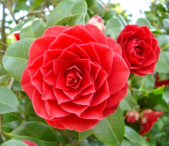 Super Rare ‘Middlemist Red’ Camellia Cuttings (Camellia japonica) – 3 ...