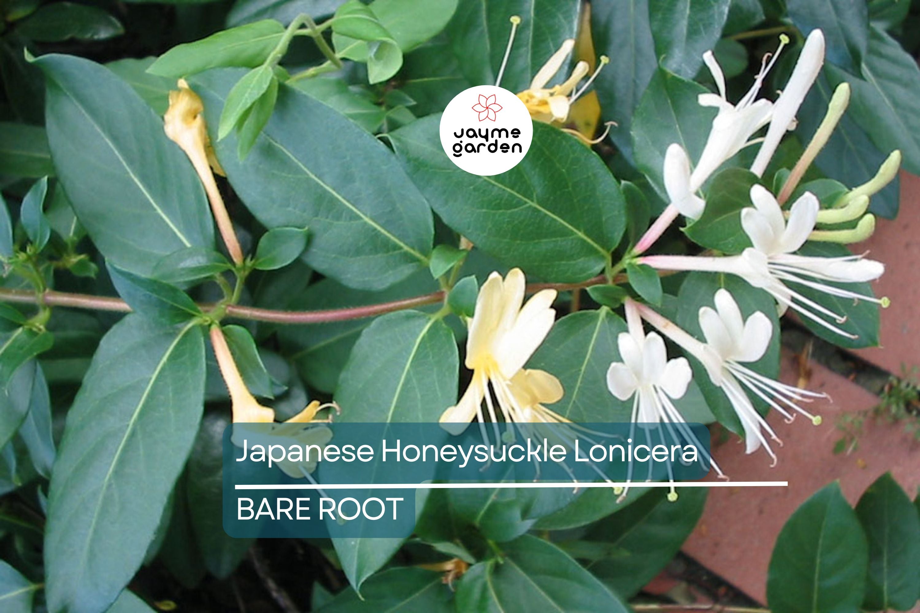 Japanese Honeysuckle Cuttings, Lonicera japonica, 10 Live Vine Clippin – Jayme Garden