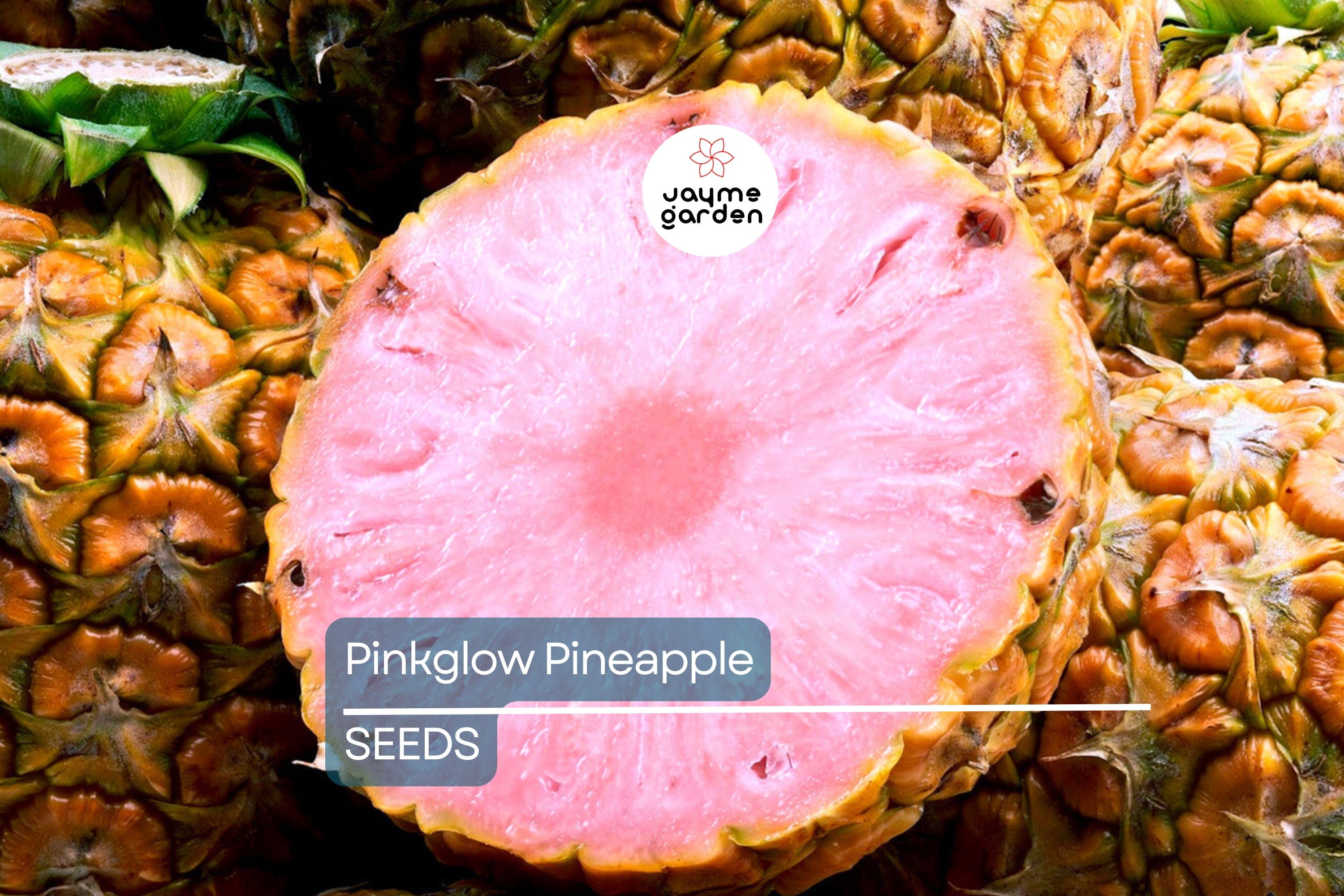 Pinkglow Pineapple Seeds - 15+ Rare Tropical Seeds - USA Grown - - Exo ...