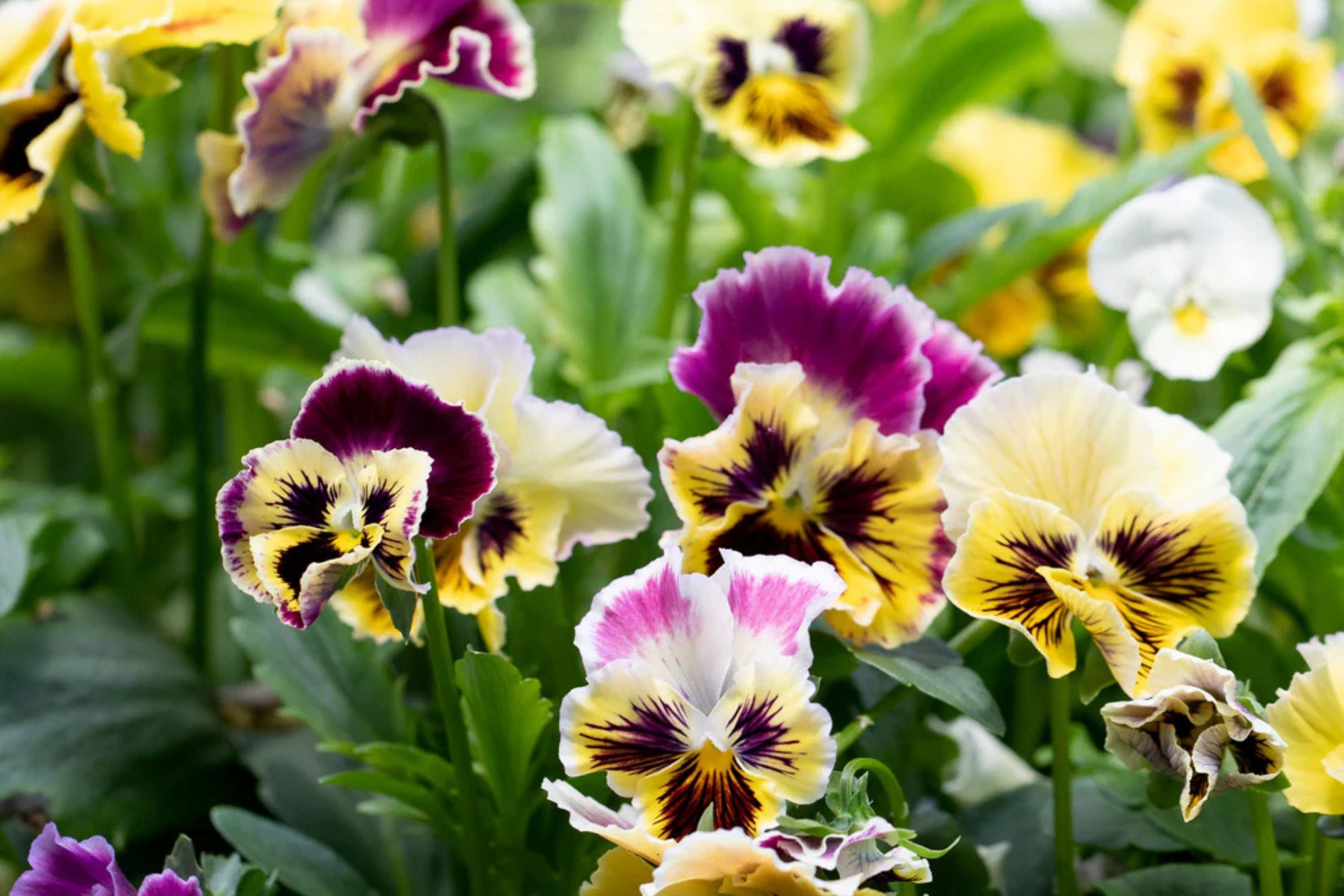 Rococo Mix Pansy Seeds – 200+ Viola Flower Seeds, , Heirloom Variety ...