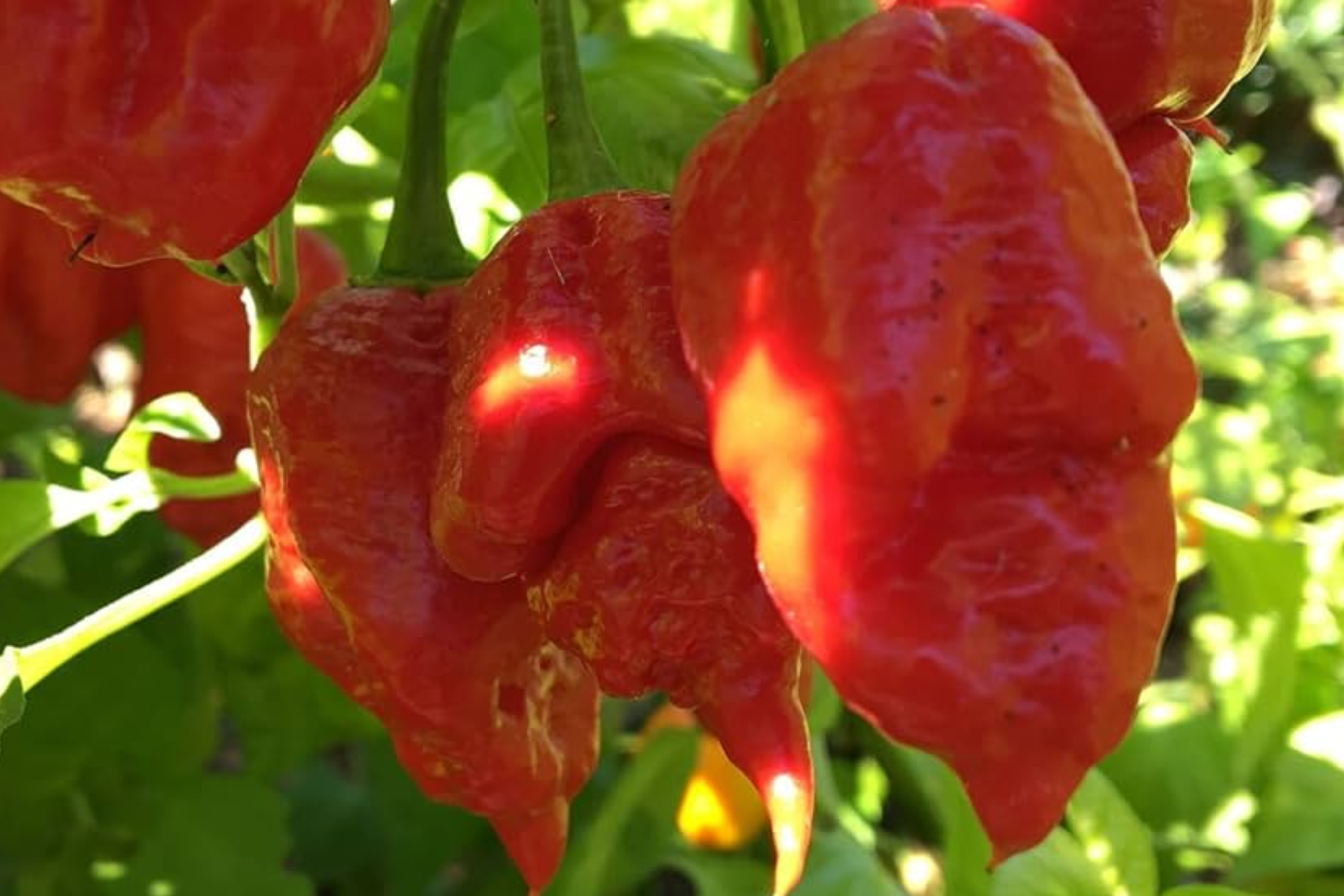 3 Apocalypse Red Scorpion Pepper Starter Plants - Super Hot Chili ...
