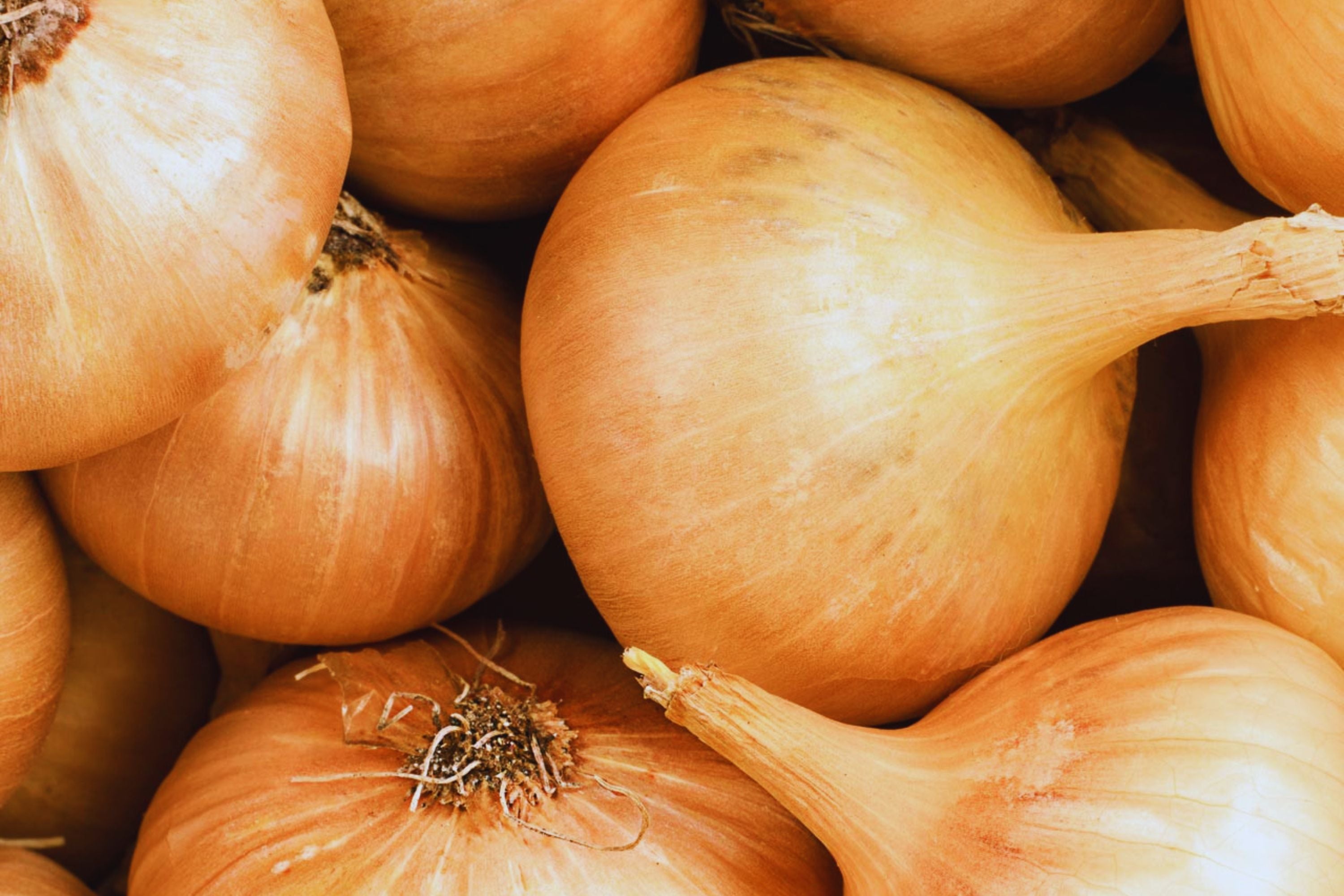 Texas Early Grano Sweet Onion Seeds | Non-GMO Heirloom Garden Seeds ...