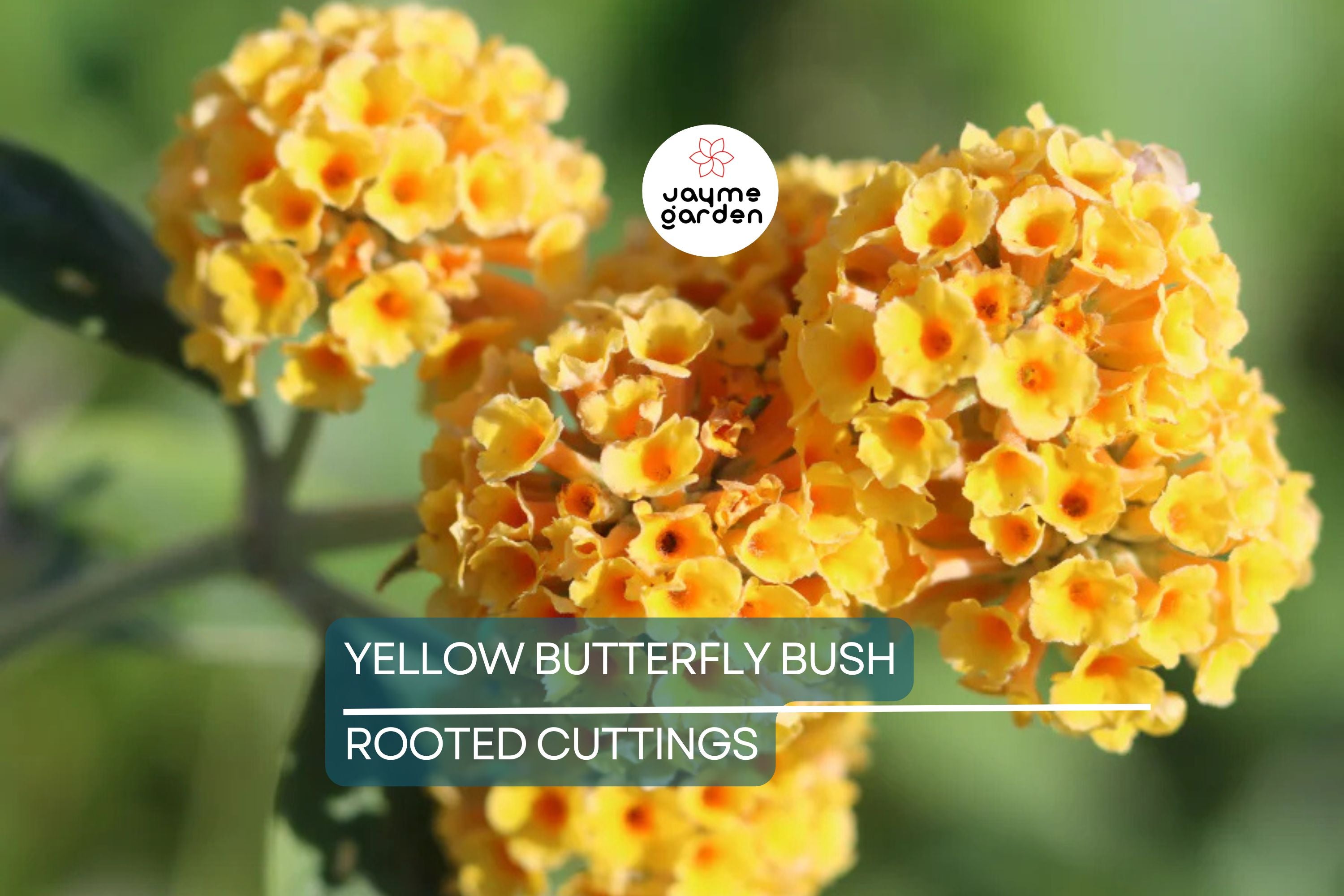Buddleia Live Plant, Yellow Butterfly Bush, Buddleja davidii, Deciduou ...