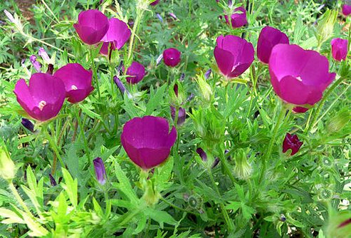 Callirhoe Involucrata Seeds (15) Purple Poppy Mallow – Native Wildflow ...