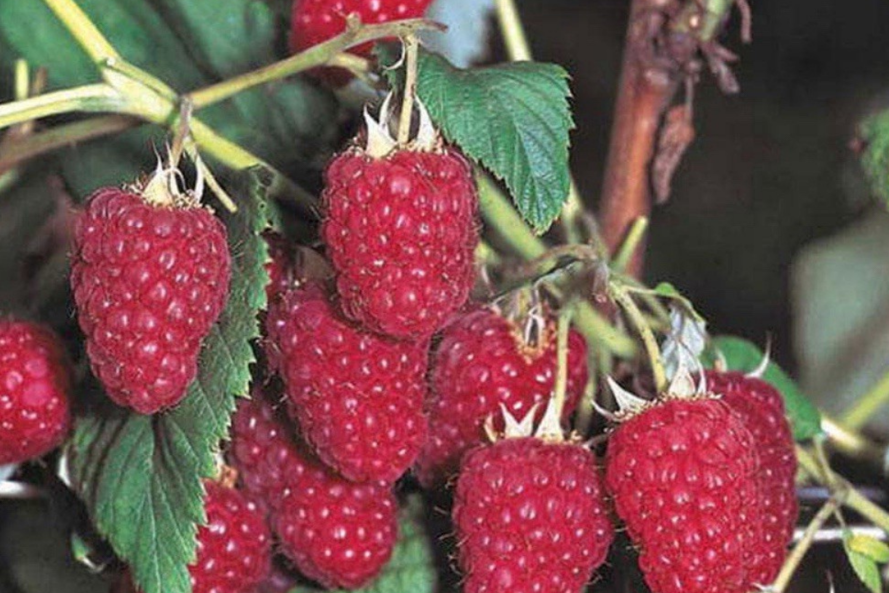 Royalty Purple Raspberry Bare Root Canes | 2-Year-Old Plants | Large ...