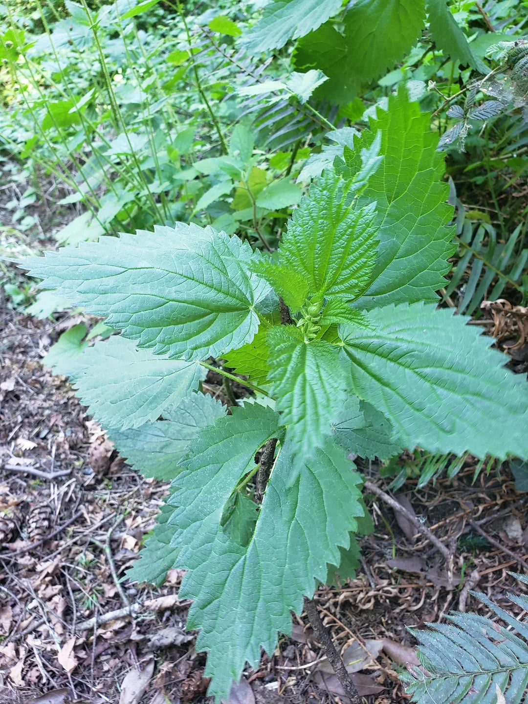 Large Wild Stinging Wood Nettle Bareroot Roots 20 Pack Laportea canade ...