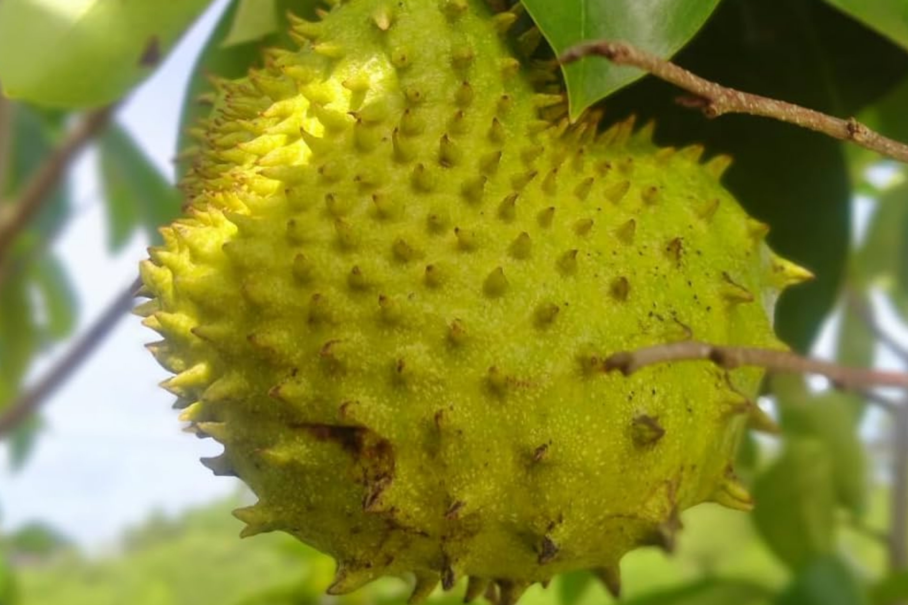 Golden Yellow Soursop Tree - Live Annona muricata 10”-20” | Tropical ...