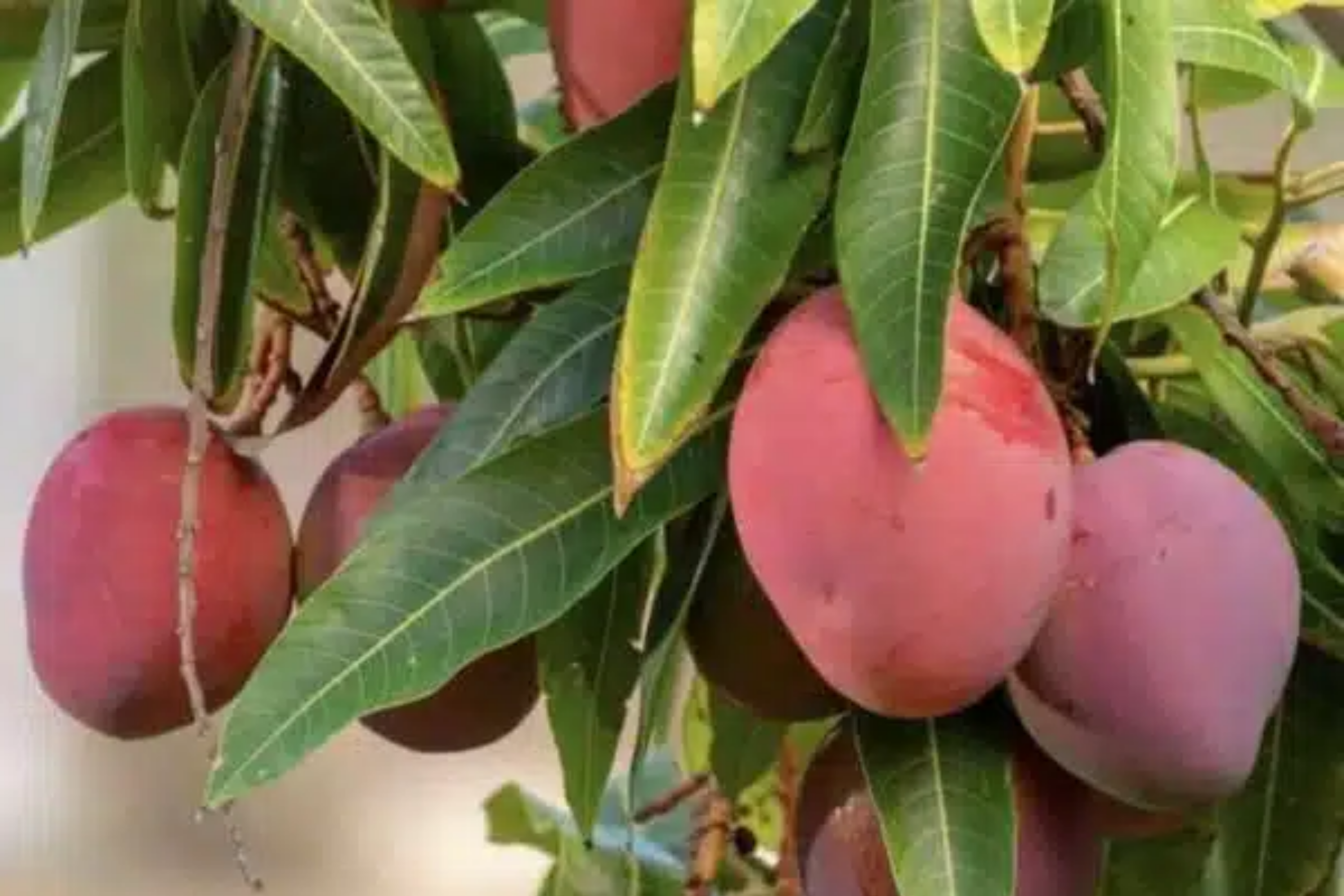 Grafted Mango Haden Tree (Mangifera) Starter 3’-4’ - Juicy, Sweet ...