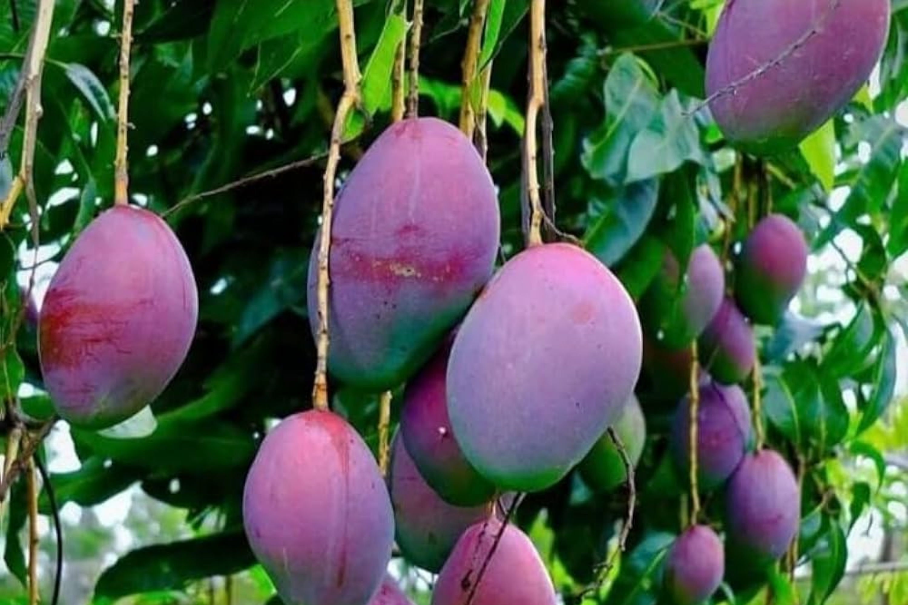 Grafted Palmer Mango Tree (Mangifera) Starter 3’-4’ - Large Juicy Fruit ...