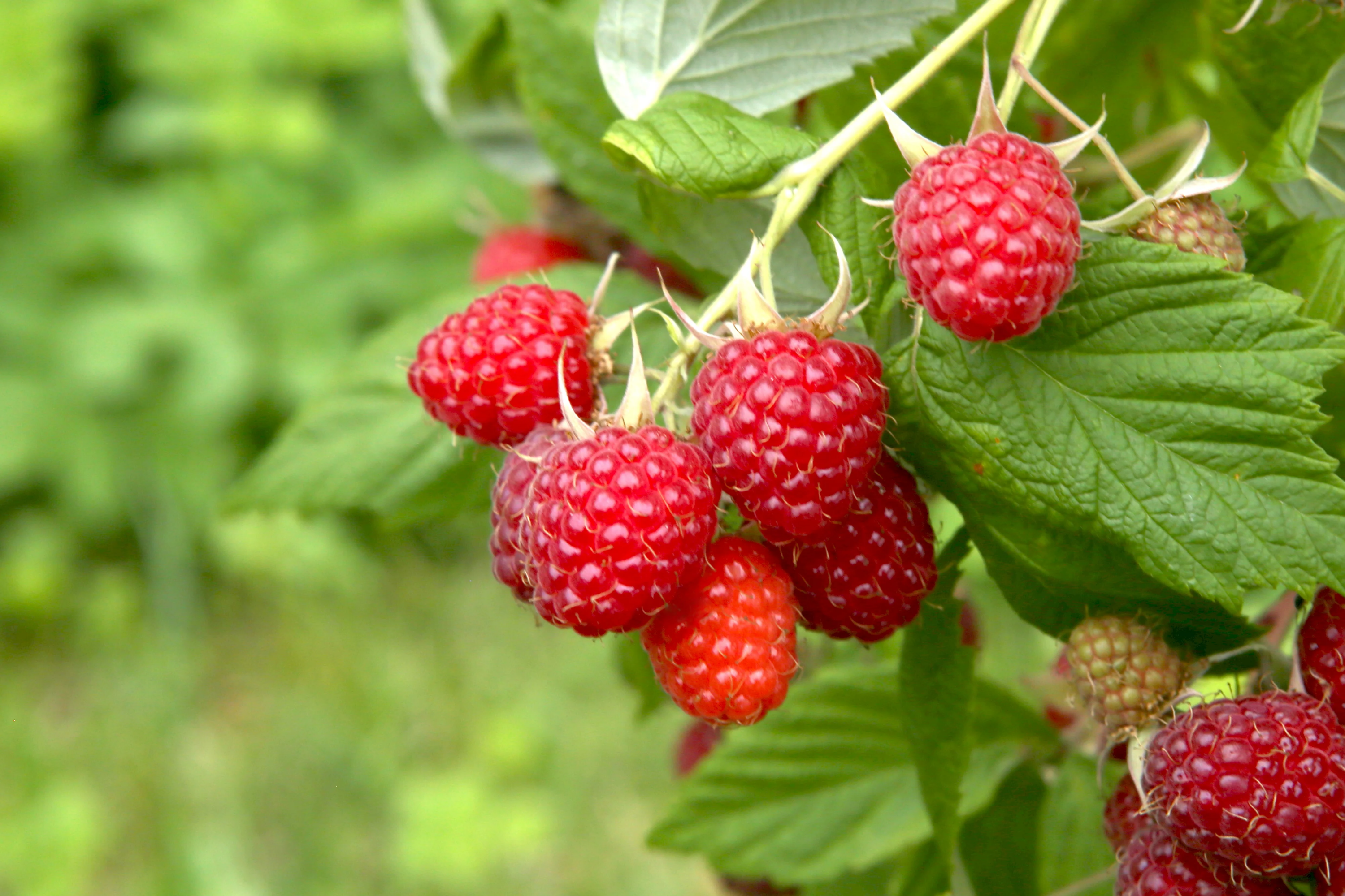 Caroline Raspberry Plants - 2-Year-Old Bare Root Canes, Large Sweet Be ...