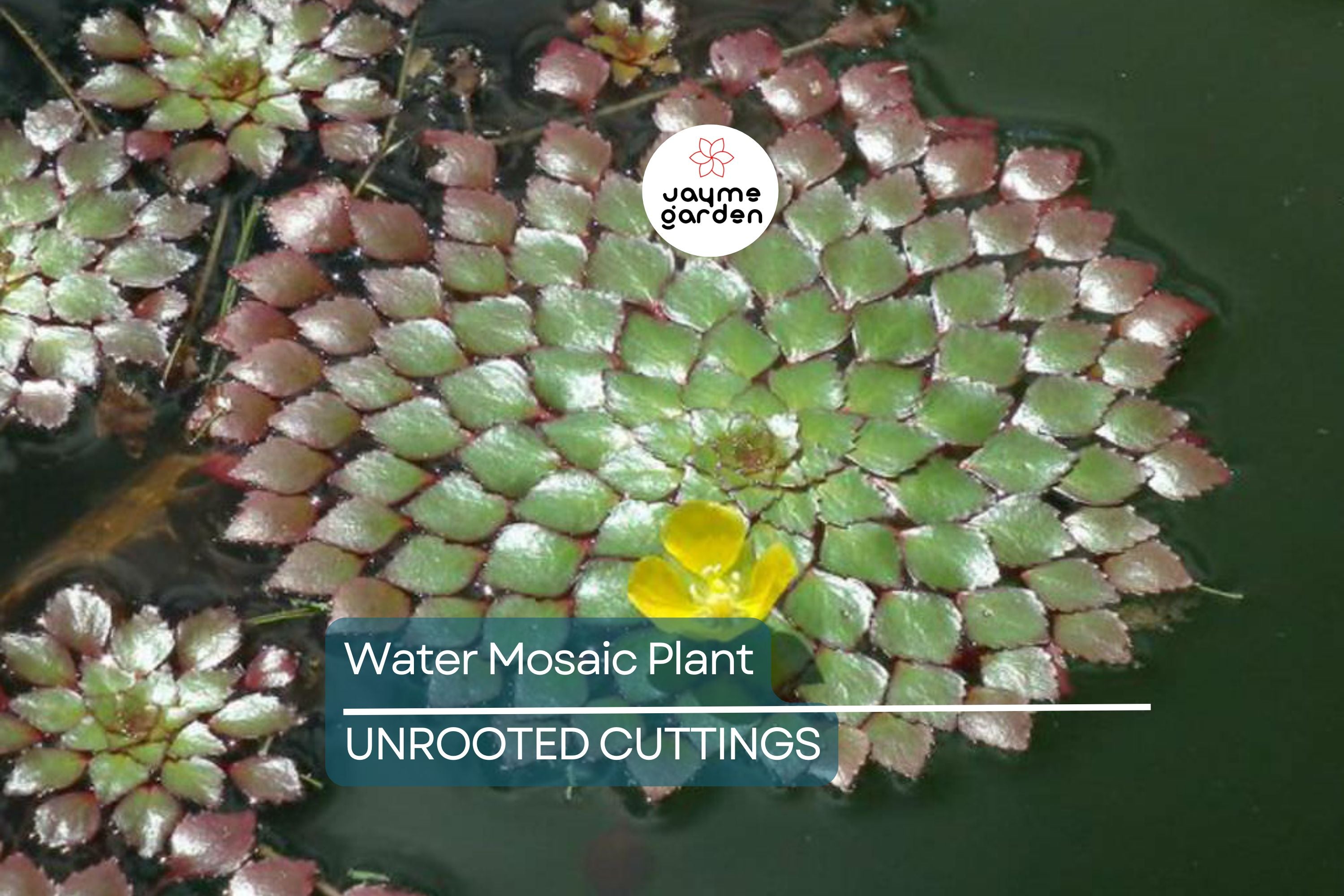Water Mosaic Plant Cuttings (4) - Ludwigia sedioides - Floating Aquati ...