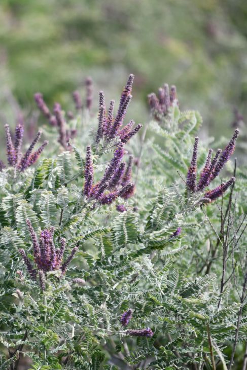 Amorpha canescens Seeds – Lead Plant | Native Prairie Shrub | Drought ...