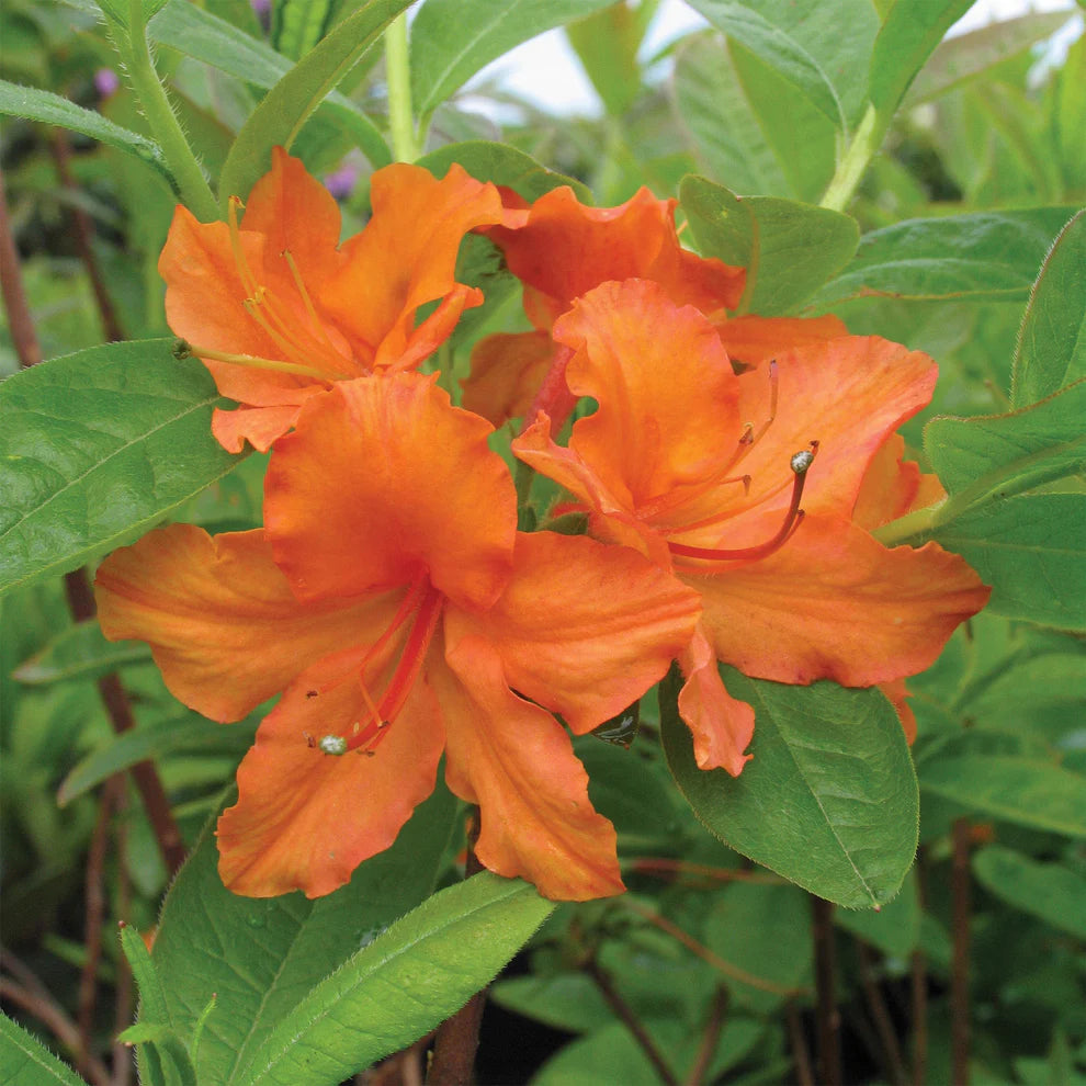 Mandarin Lights Azalea Starter Plant – Orange Deciduous Azalea (Rhodod ...