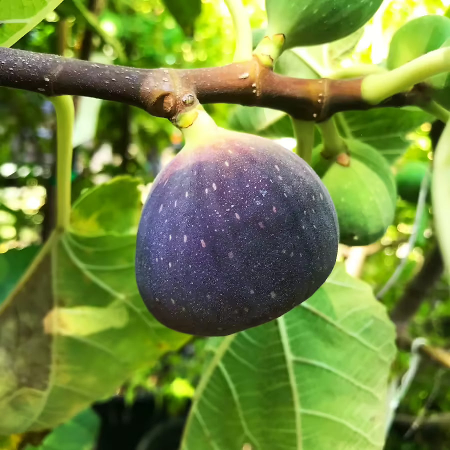 Black Jack Fig Tree Cuttings (Unrooted) – Ficus carica – Fresh Scion W ...