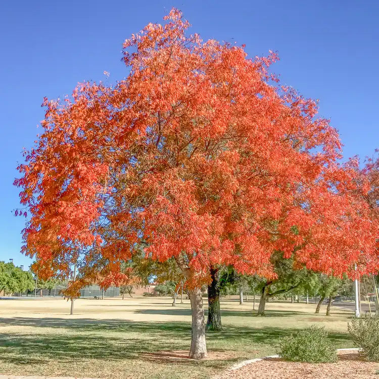 1 Live Chinese Pistache Tree (Pistacia chinensis) 18” Tall Bareroot ...