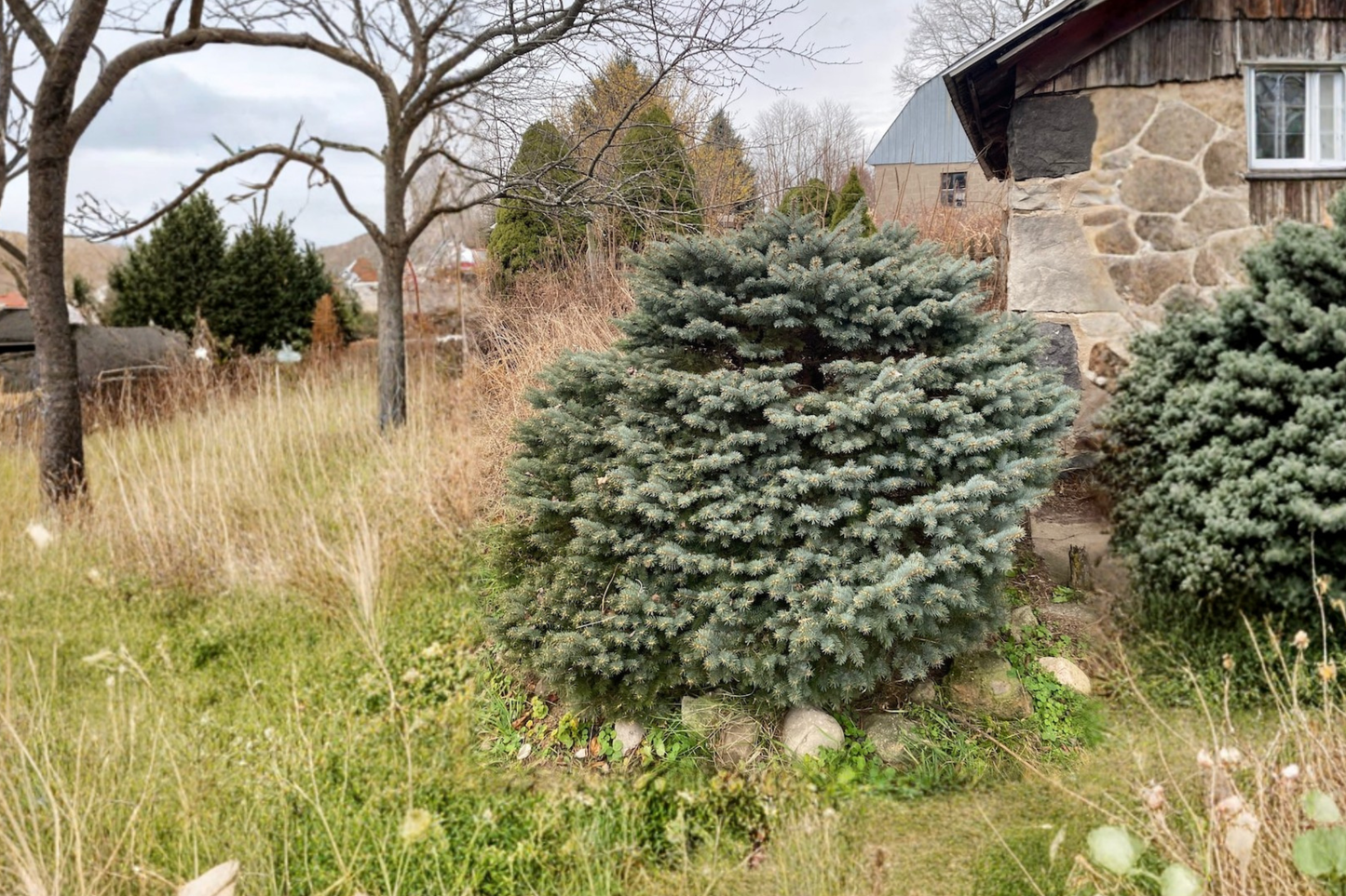 Blue Spruce ‘Thuem’ Live Plant 2 Gallon – Picea pungens Evergreen Coni ...