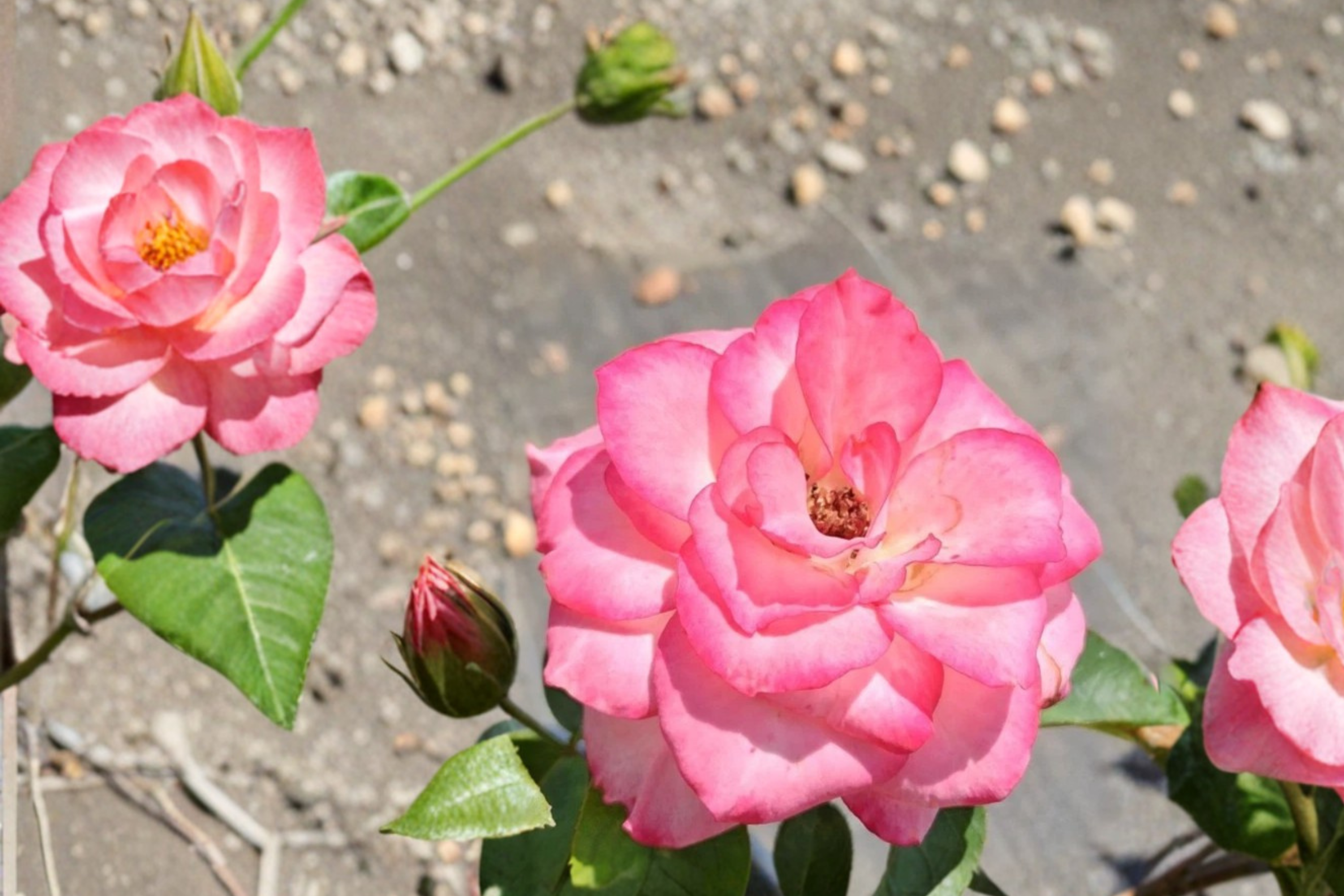 Nichole Floribunda Rose Live Plant 5 Gal White Pink Rose Bush, Everblo ...