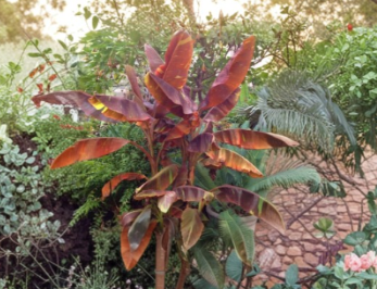 Siam Ruby Ornamental Banana Live Plant Small Rooted Starter Musa Siam ...