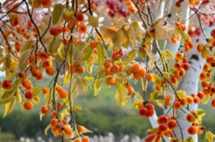 Ichi Ki Asian Persimmon Cuttings 6 Pack Diospyros Kaki Unrooted Scionw ...