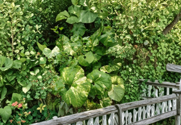 Variegated Japanese Fuki Petasites Japonicus Shade Perennial Foliage P ...