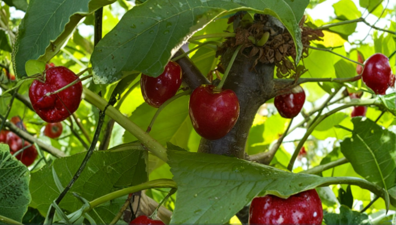 3 Stella Cherry Scion Cuttings for Grafting Prunus Avium Wood – Jayme ...