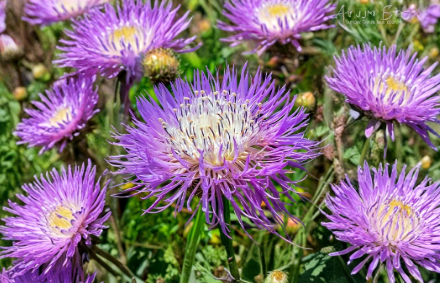Basketflower Seeds Heirloom Centaurea Americana 100 Seeds Native Wildf ...