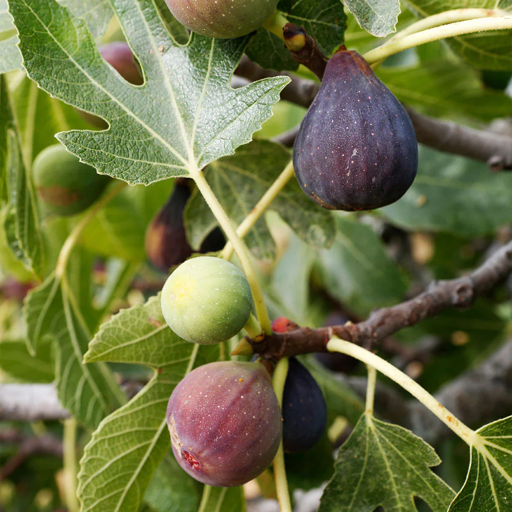 Celeste Fig Cuttings (Ficus carica) - 2 Unrooted 6-8" | Sweet Cold Har ...