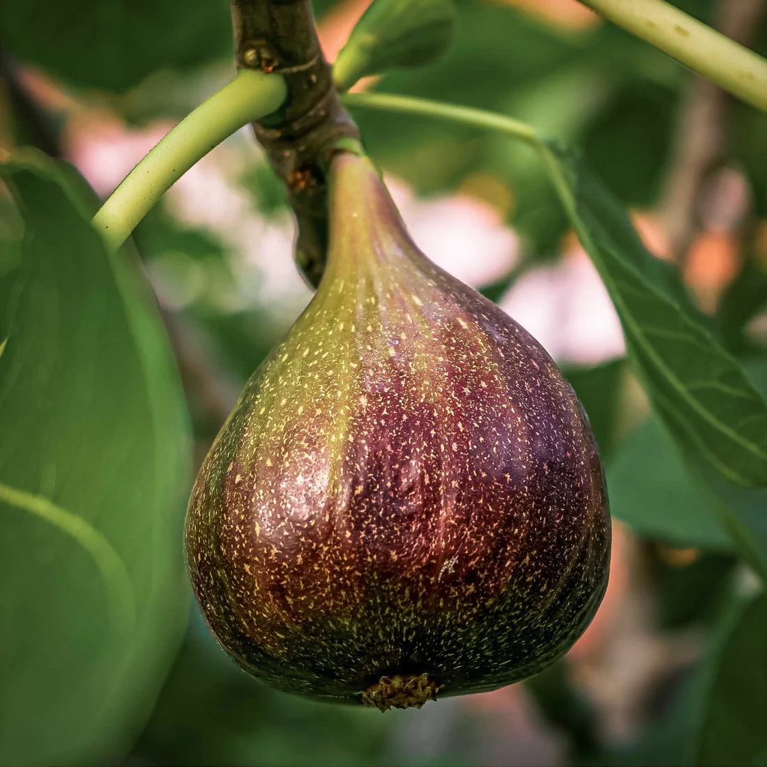 Brown Turkey Fig Cuttings (Ficus carica) - 5 Unrooted 6-8" | Productiv ...